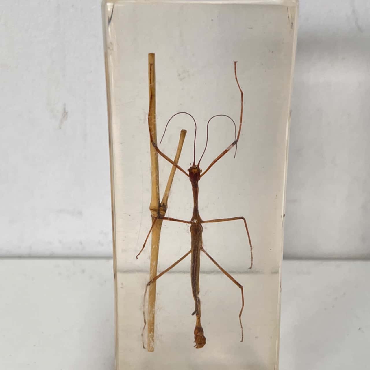 BUG COLLECTION (002)(s)