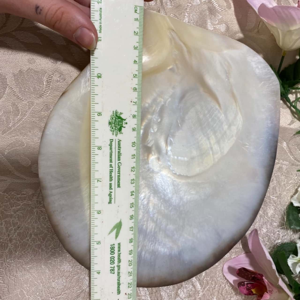 Large mother of Pearl shell Tahiti Swim