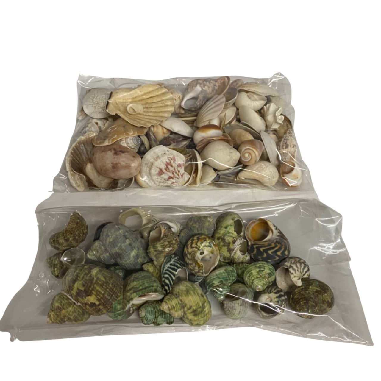 770g Assorted Shells(s)