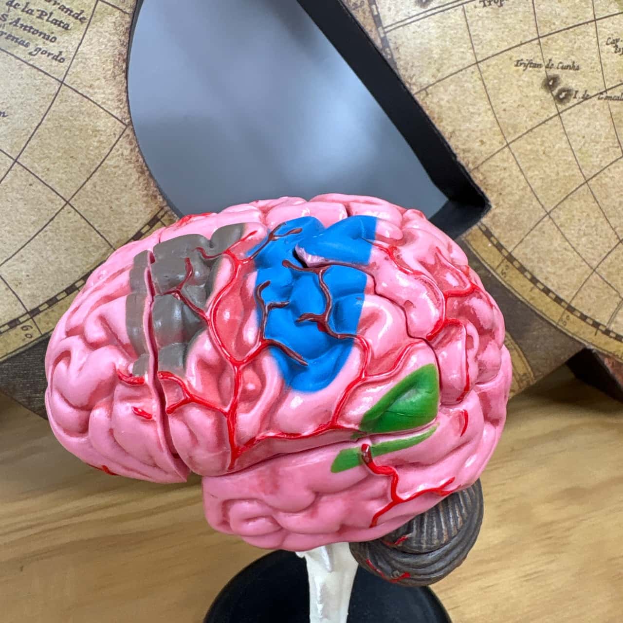 Human Brain Model