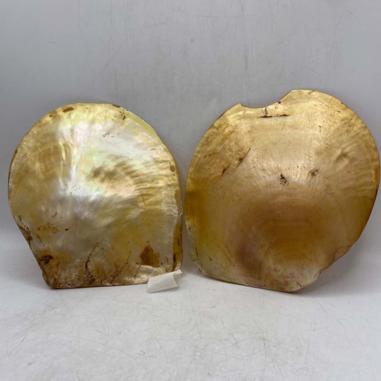 Large Pair Mother of Pearl Shells (1 Damaged) 19 cm x 17 cm(s)