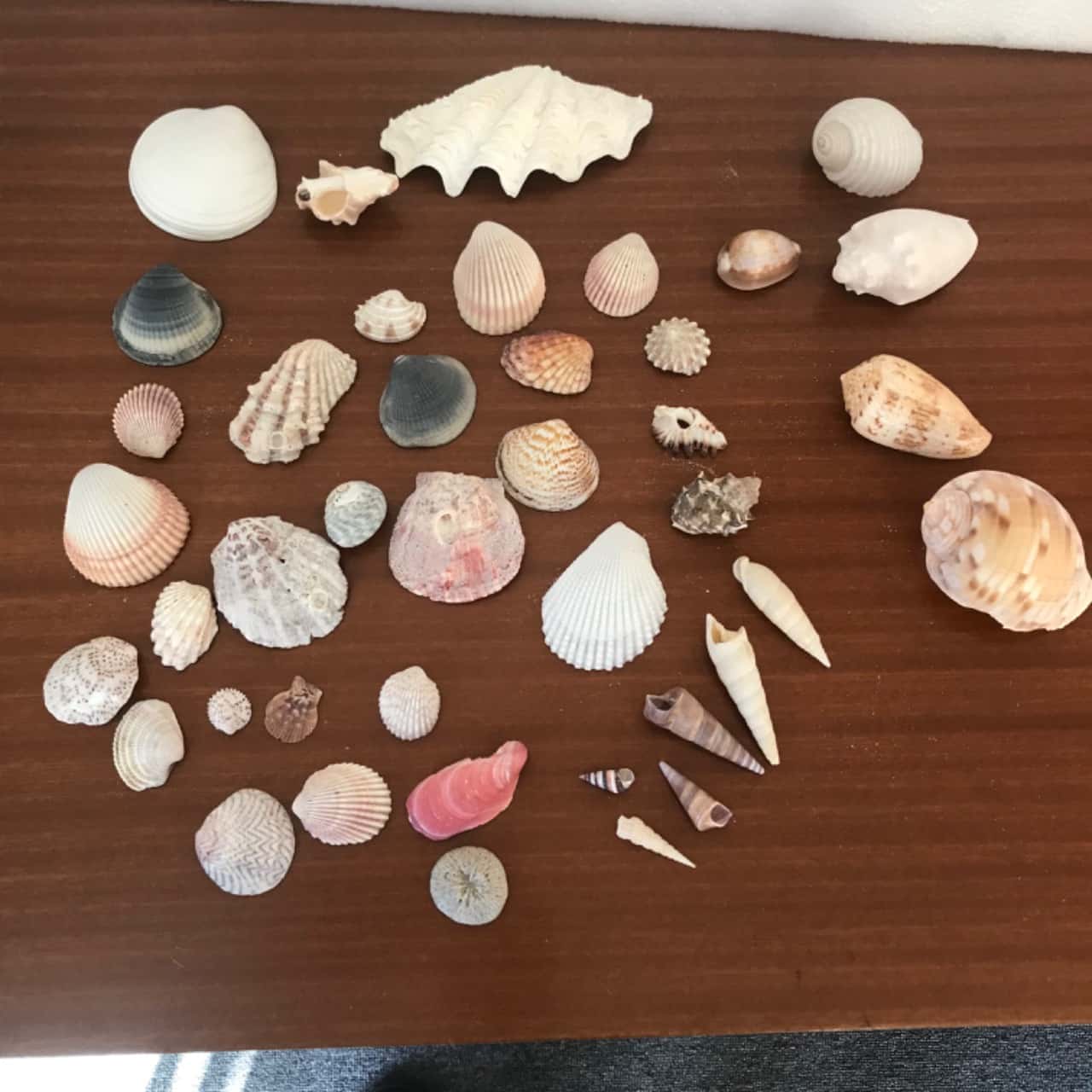 Approx 40 Decorative Sea Shells Assorted shapes & Sizes Small Home decor