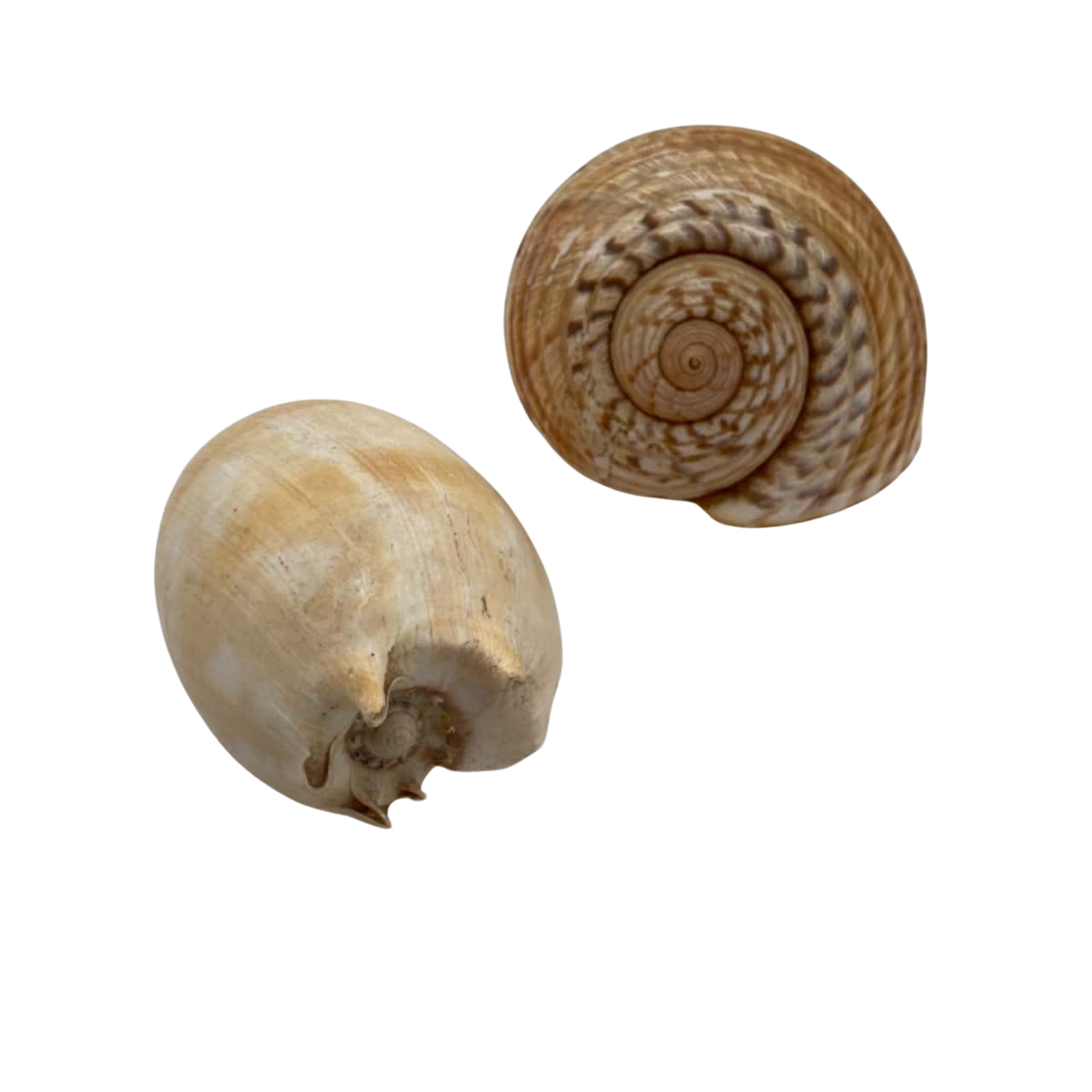 2x Large Sea Shells