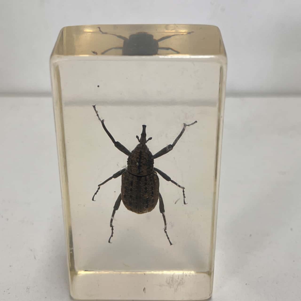 BUG COLLECTION (006)(s)