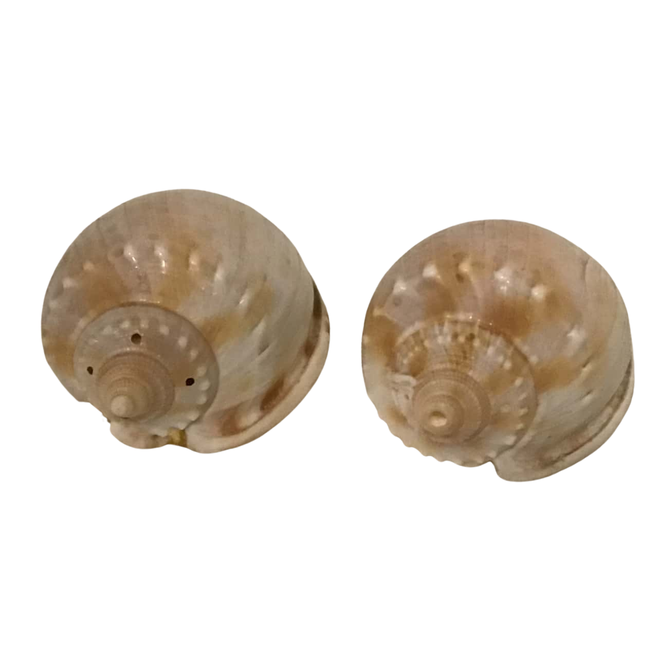 Pair Of Vintage Sea Shell Salt & Pepper Shakers with Corks(s)