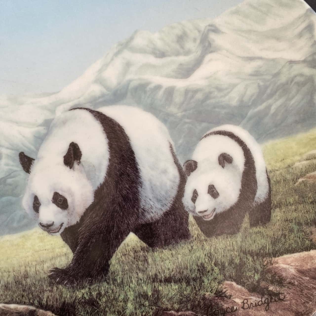 A DAY OF EXPLORING The Secret World Of The Panda Plate