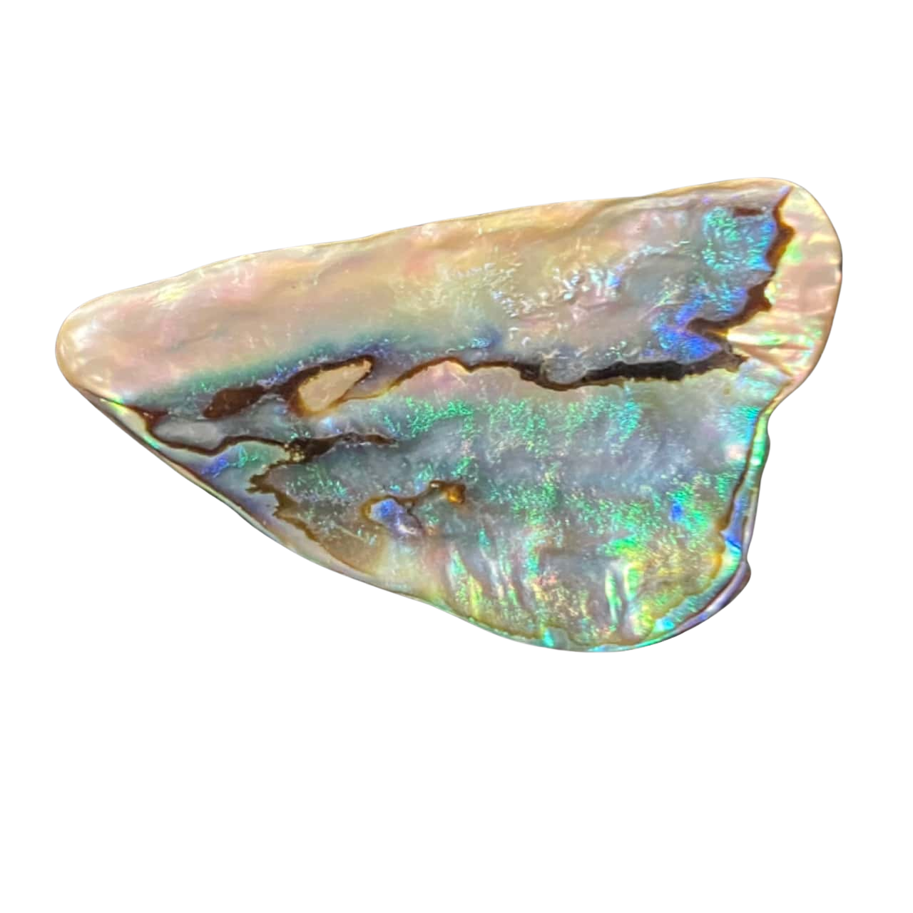 Paua Shell Brooch (s)