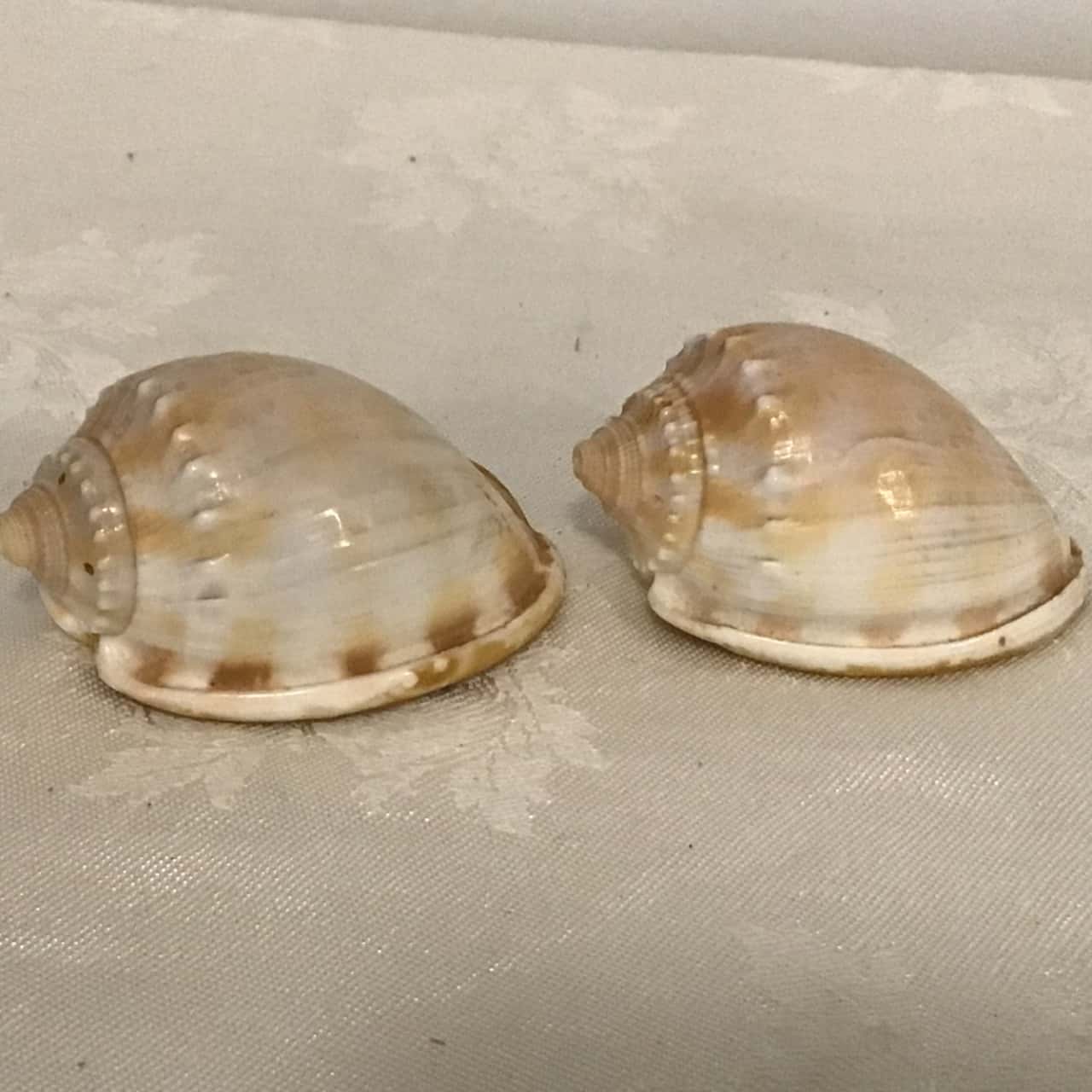 Pair Of Vintage Sea Shell Salt & Pepper Shakers with Corks(s)