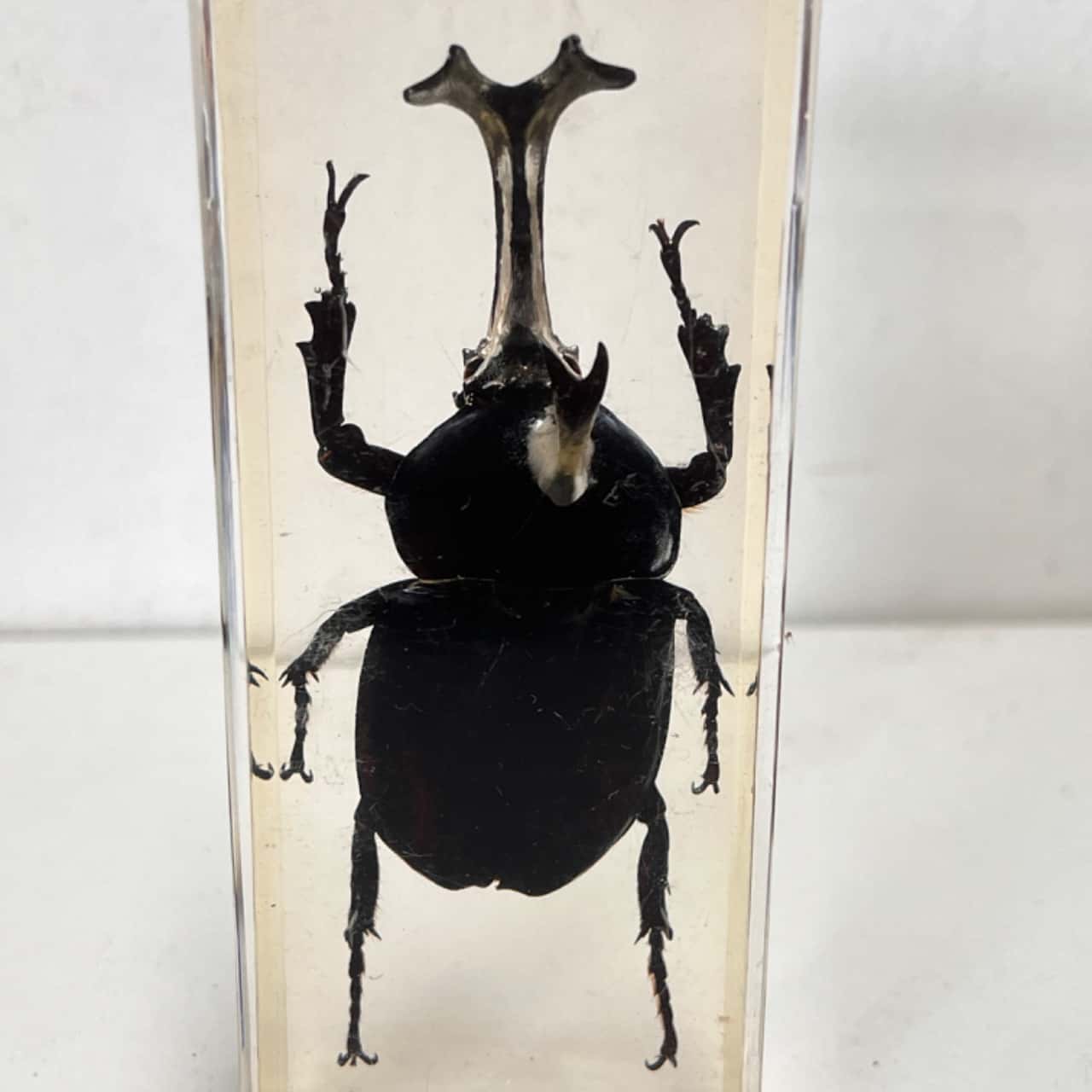 BUG COLLECTION (005)(s)