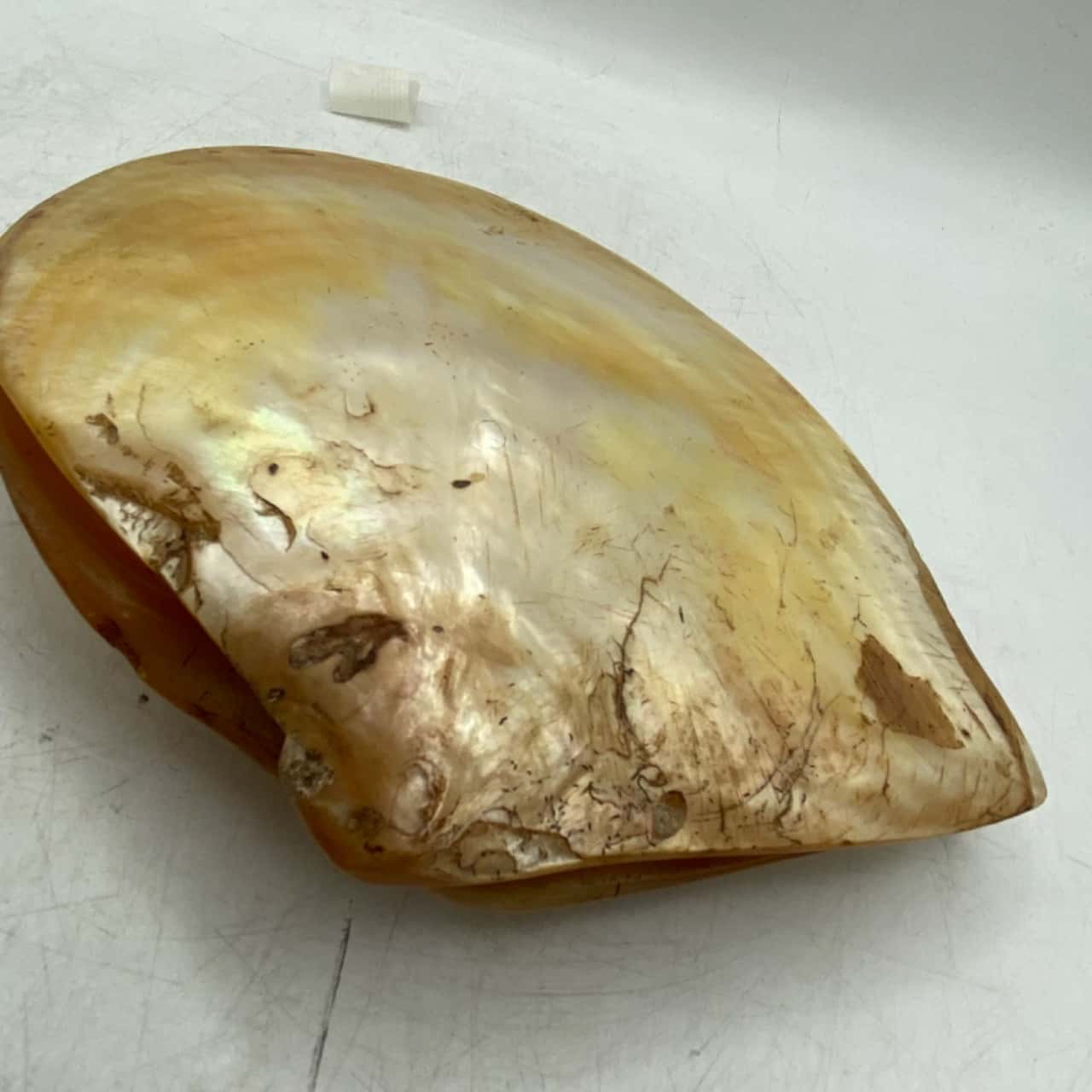 Large Pair Mother of Pearl Shells (1 Damaged) 19 cm x 17 cm(s)