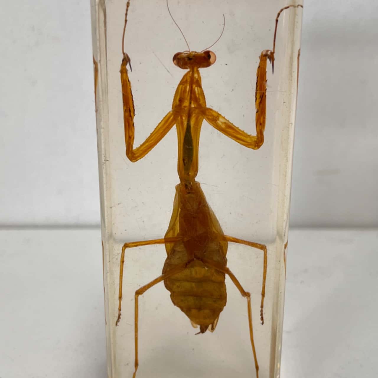 BUG COLLECTION (003)(s)