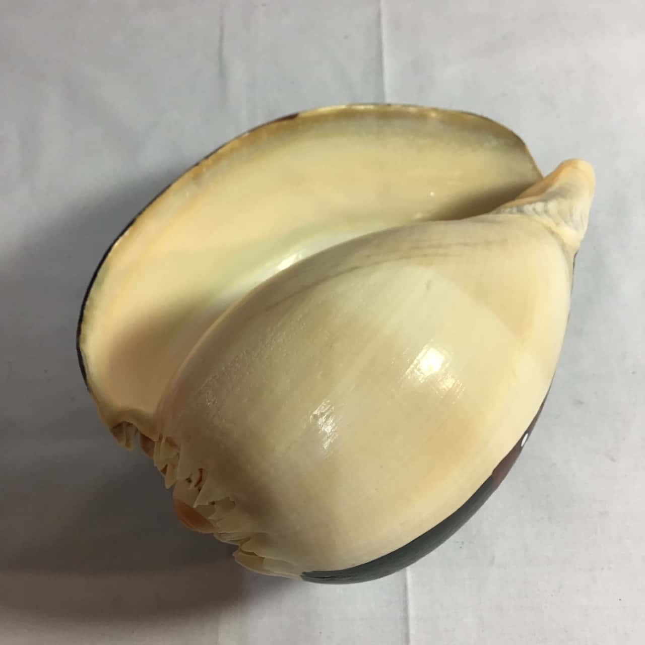 “Reduced” Sea Shell with Aboriginal drawing name on is Djugan(s)