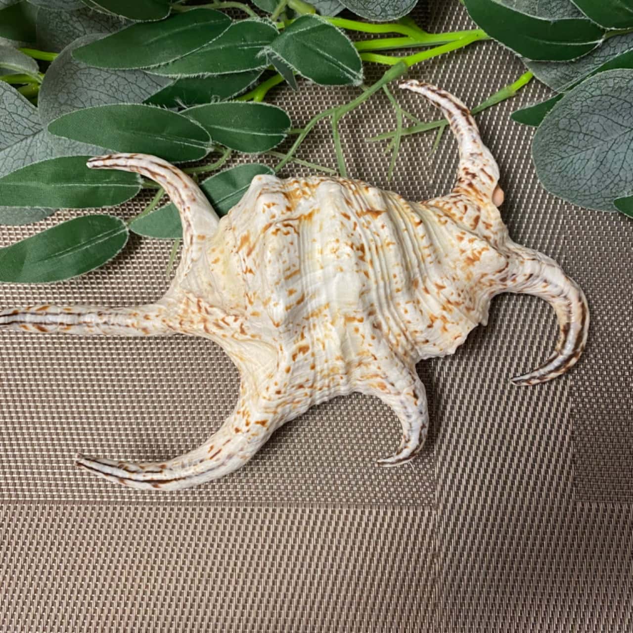 Sea shell Spider chiragra 17cm x 10cm(s)
