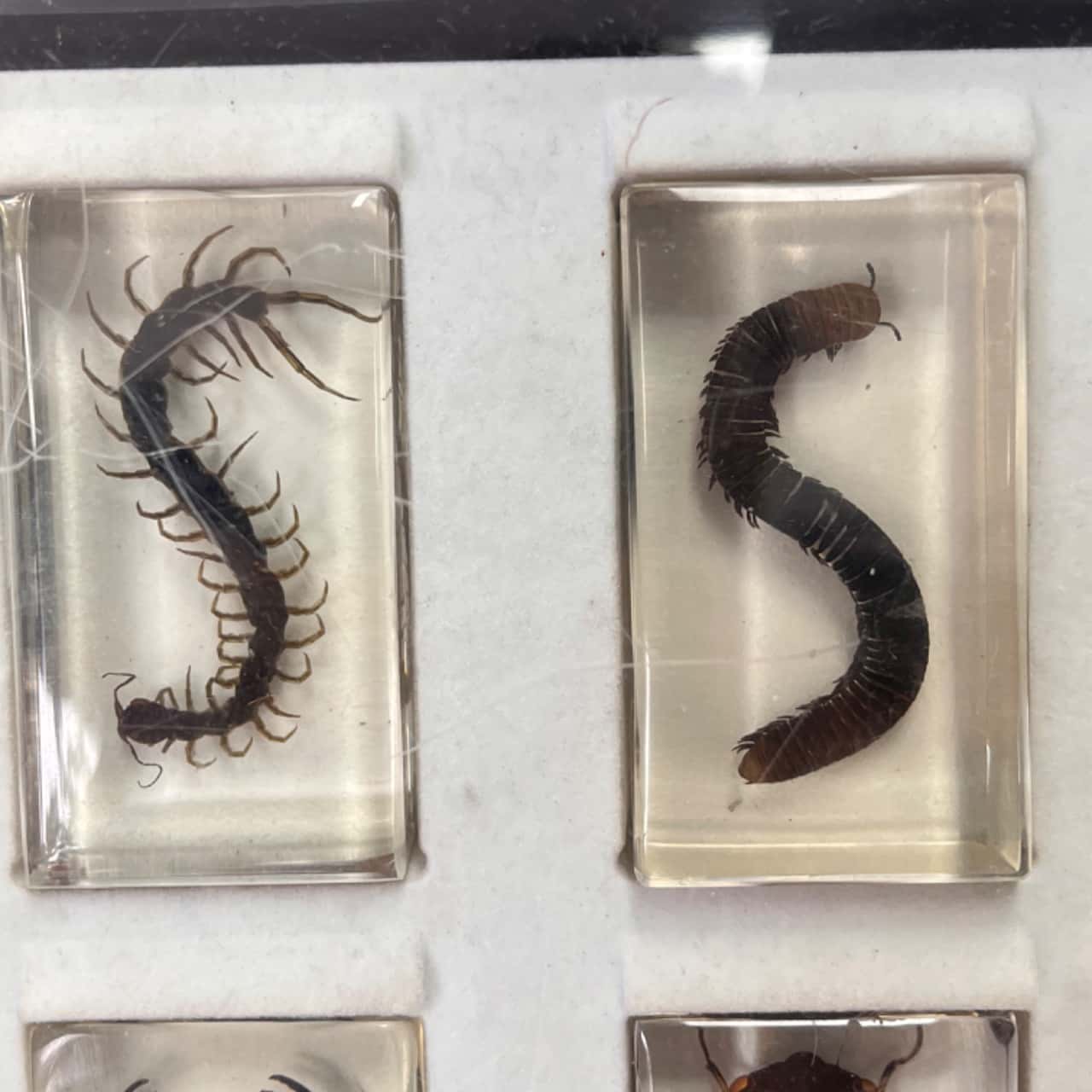 LARGE BUG COLLECTION (s)