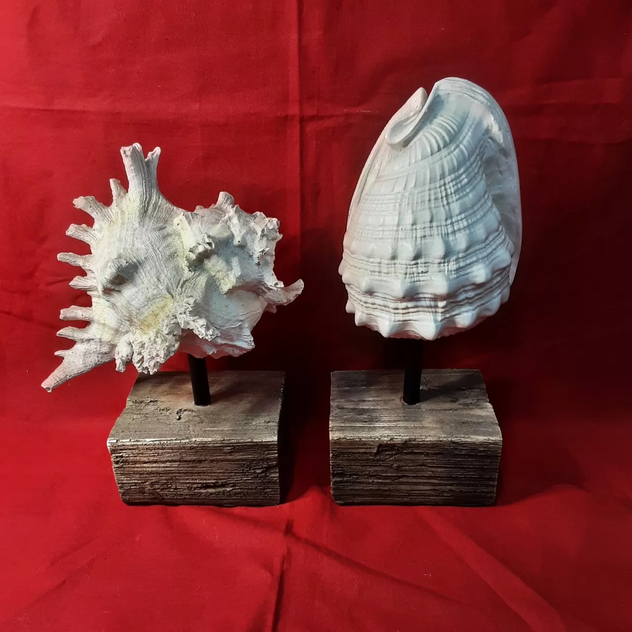 Set of 2 nautical inspired shells on display stands(s)