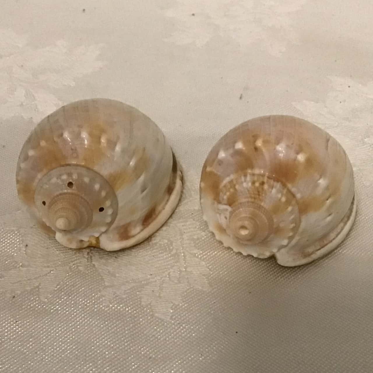 Pair Of Vintage Sea Shell Salt & Pepper Shakers with Corks(s)
