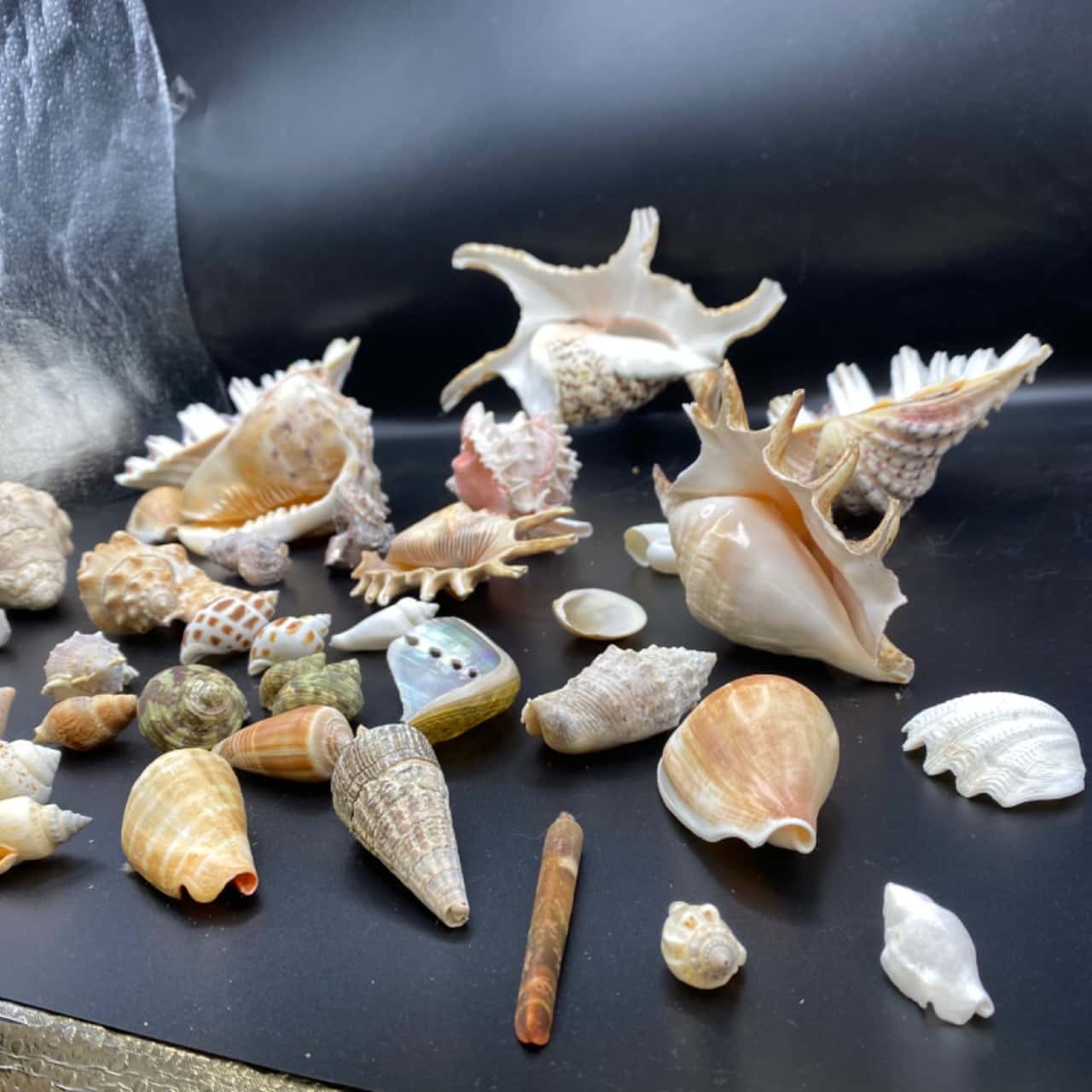 Large Assortment Decorative Beach Shells Amazing Colours, Shapes ...