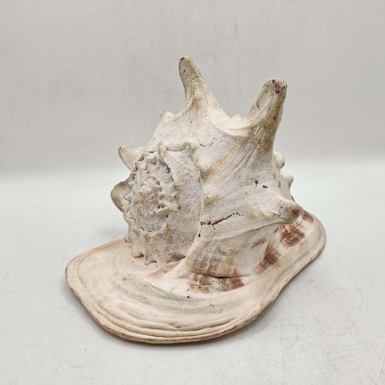 Large Horned Queen Helmet Conch Sea Shell With Spiral