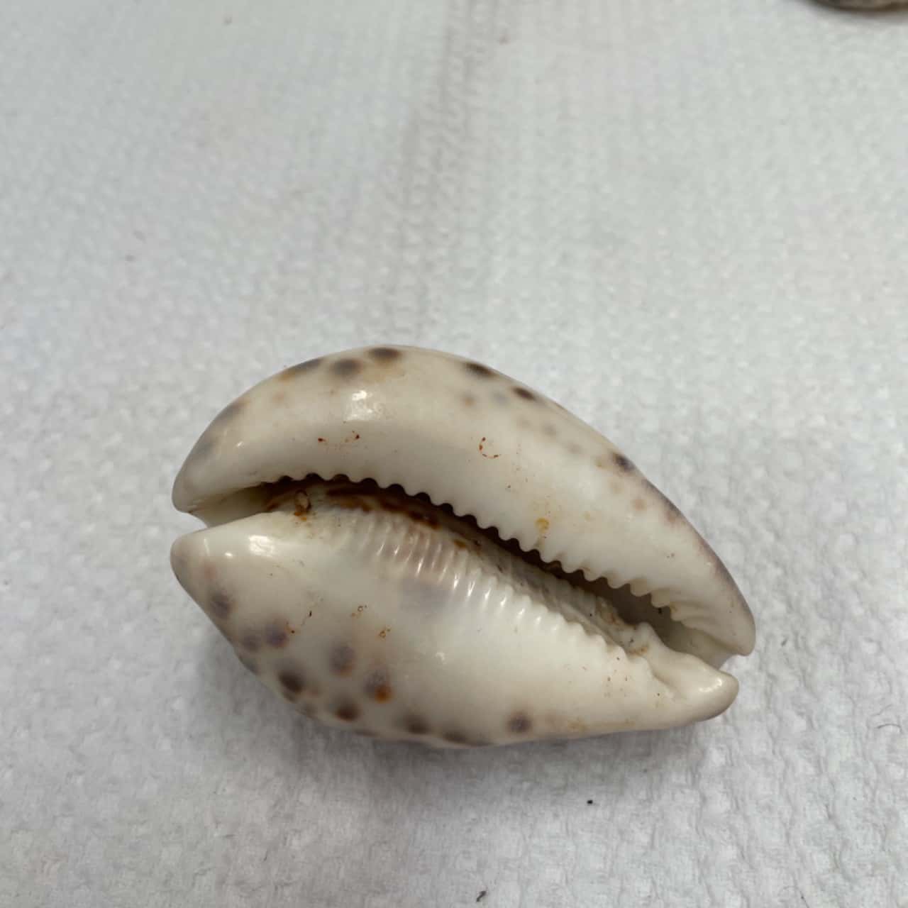 Brown & Beige Spotted Tiger Shells - Set of 6(s)