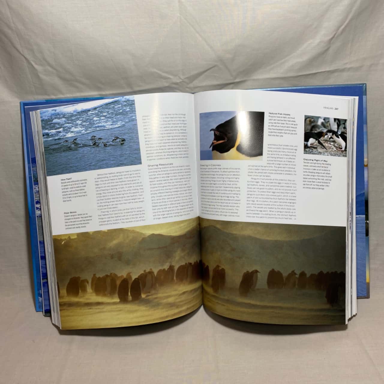 Antarctica Secrets of the Southern Continent(s)