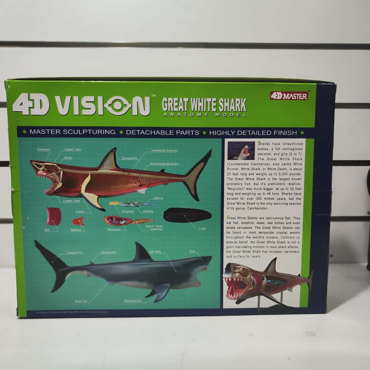 4D Great White Shark Model (s)