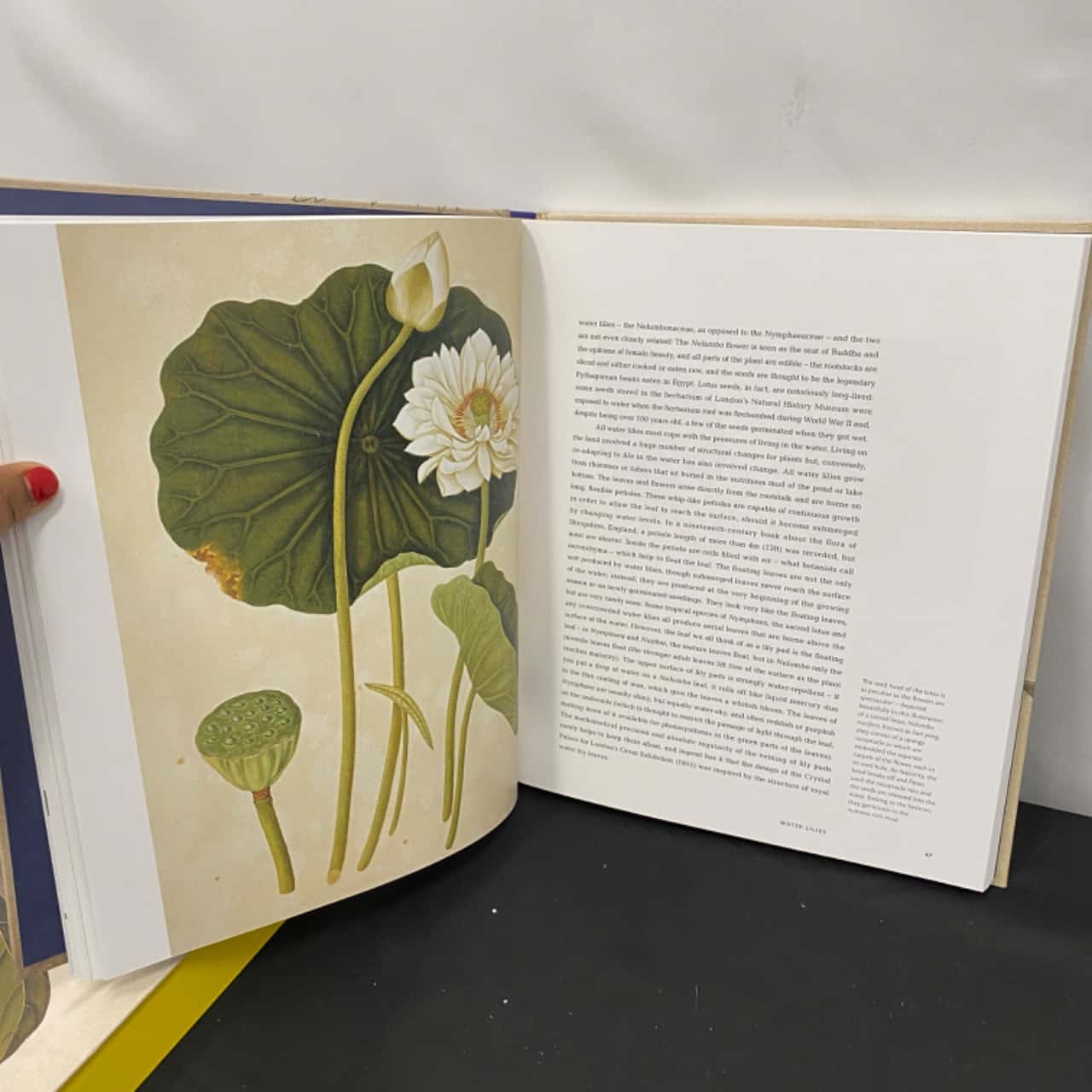 FLORA Book With 36 Frameable Prints by Sandra Knapp (Perfect Present)