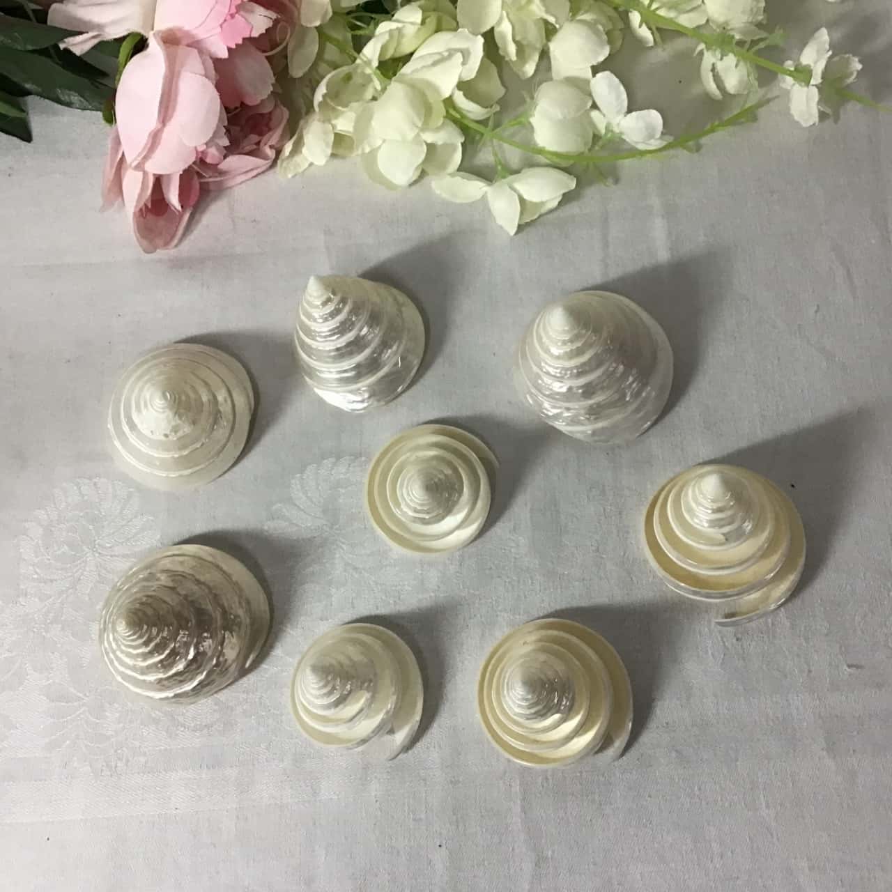Collection of Pearlized White Spiral Trocha Shells (x 8)