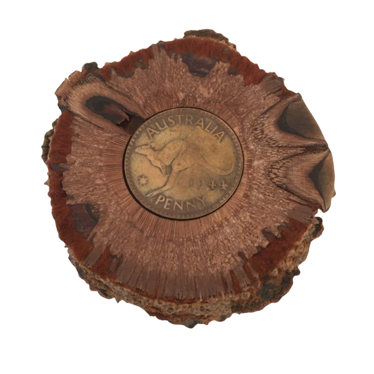 Quirky 1944 Australian Penny Set In Banksia Nut Hand Crafted By Geoff ...