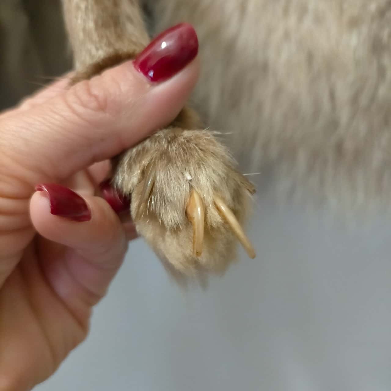 VINTAGE The Lane Furriers Melbourne Genuine Fox Fur & Claw Over ...