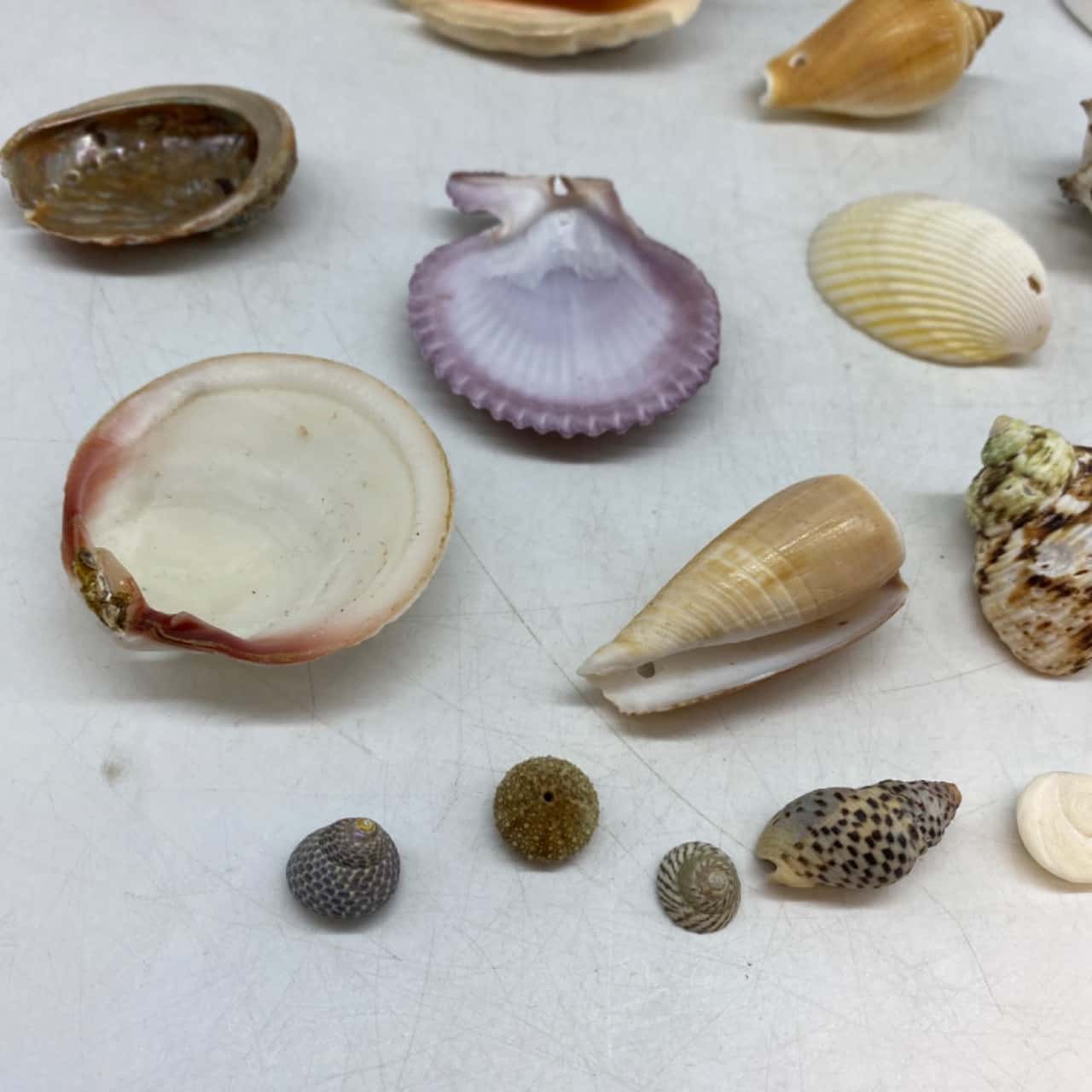 15+Beautiful Assorted Sea Shells /Starfish (s)