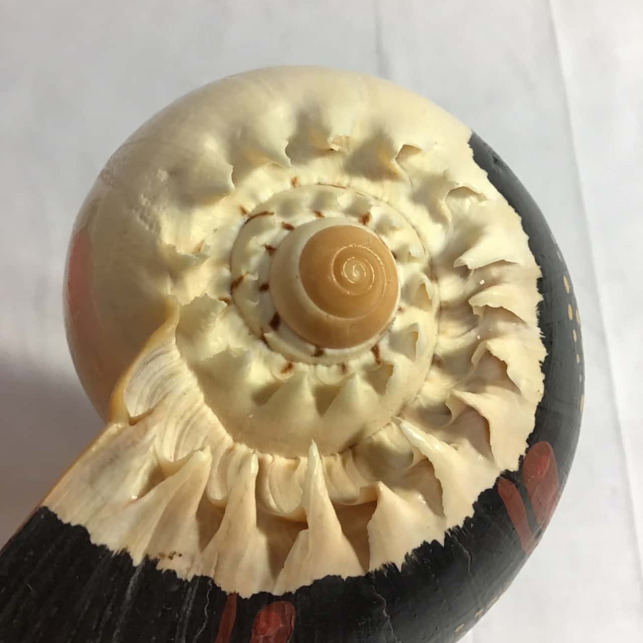 “Reduced” Sea Shell with Aboriginal drawing name on is Djugan(s)