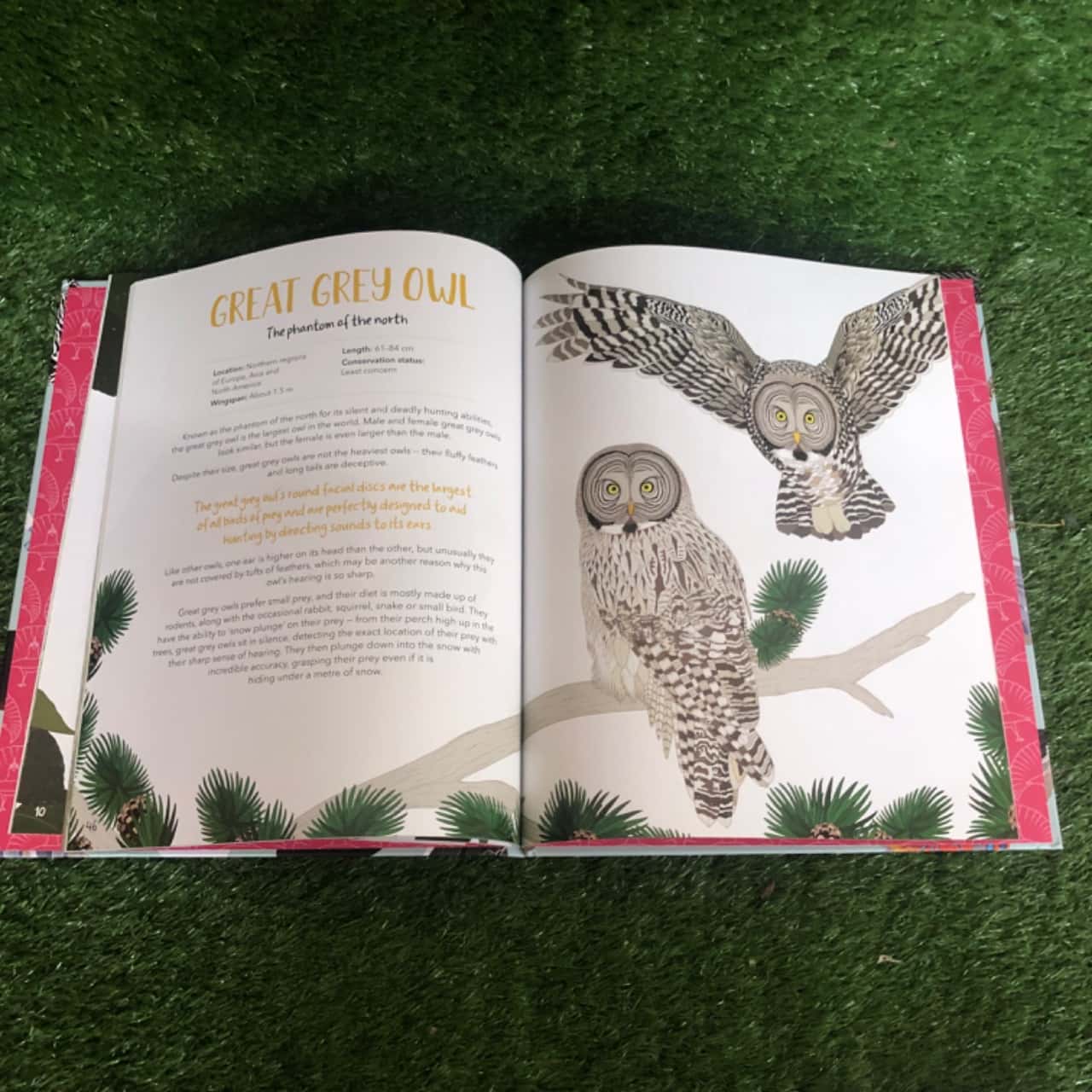 Book of Curious Birds by Jennifer Cossins(s)