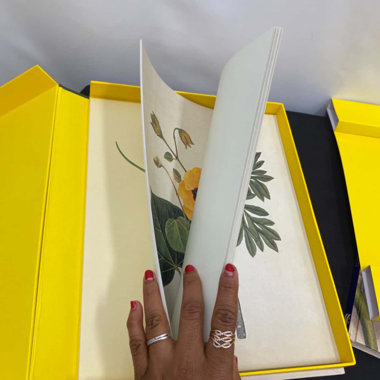 FLORA Book With 36 Frameable Prints by Sandra Knapp (Perfect Present)