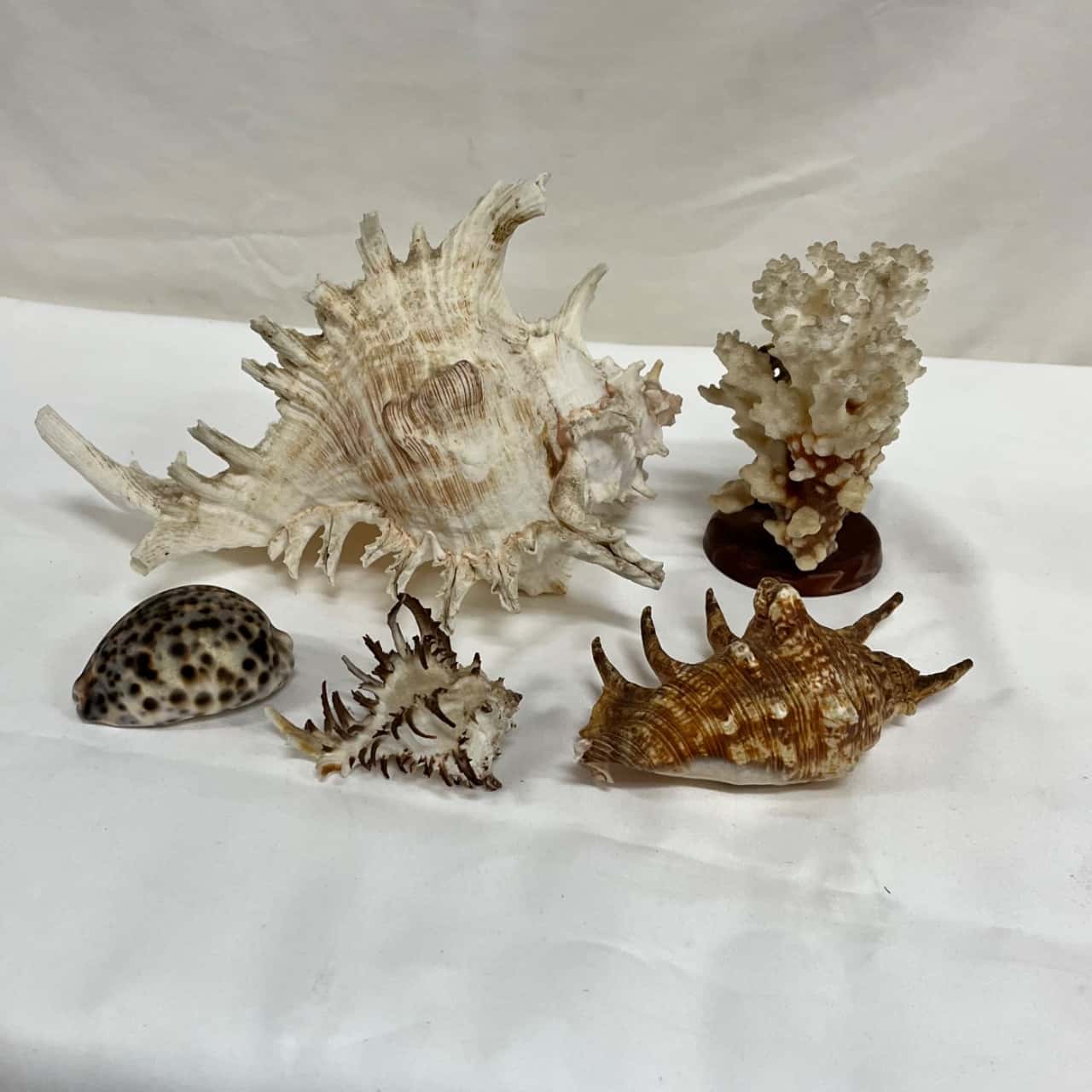 Collection of gorgeous Shells & Coral(s)