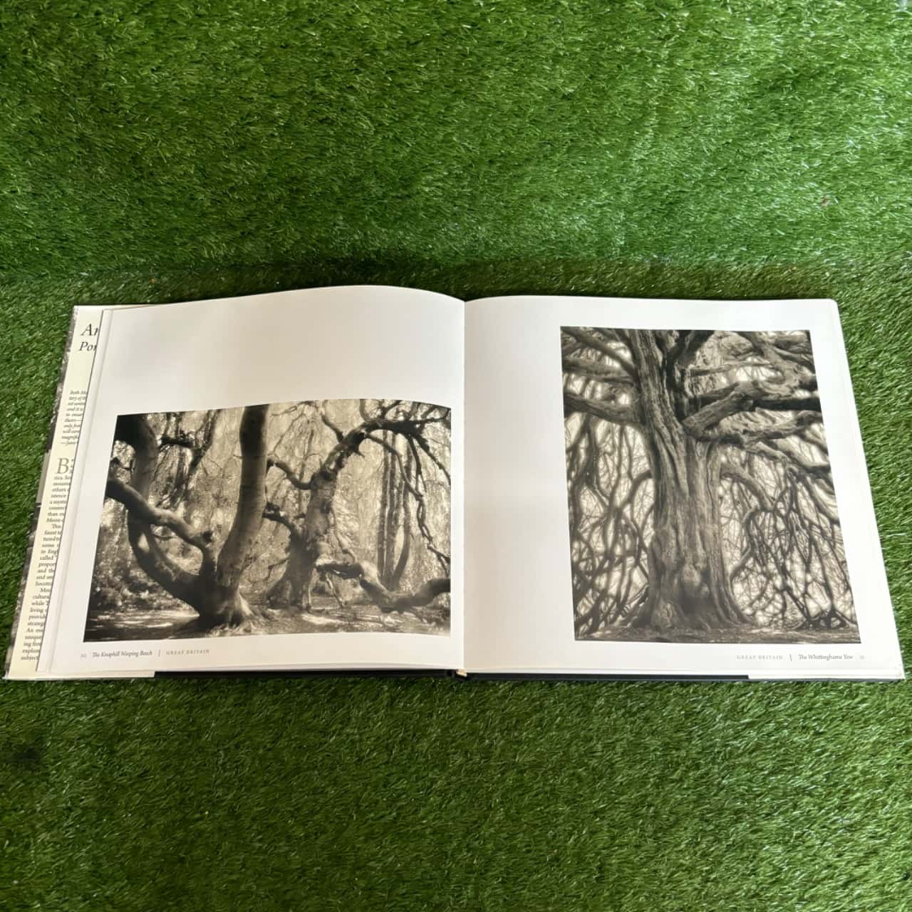 Ancient Trees Portraits of Time by Beth Moon