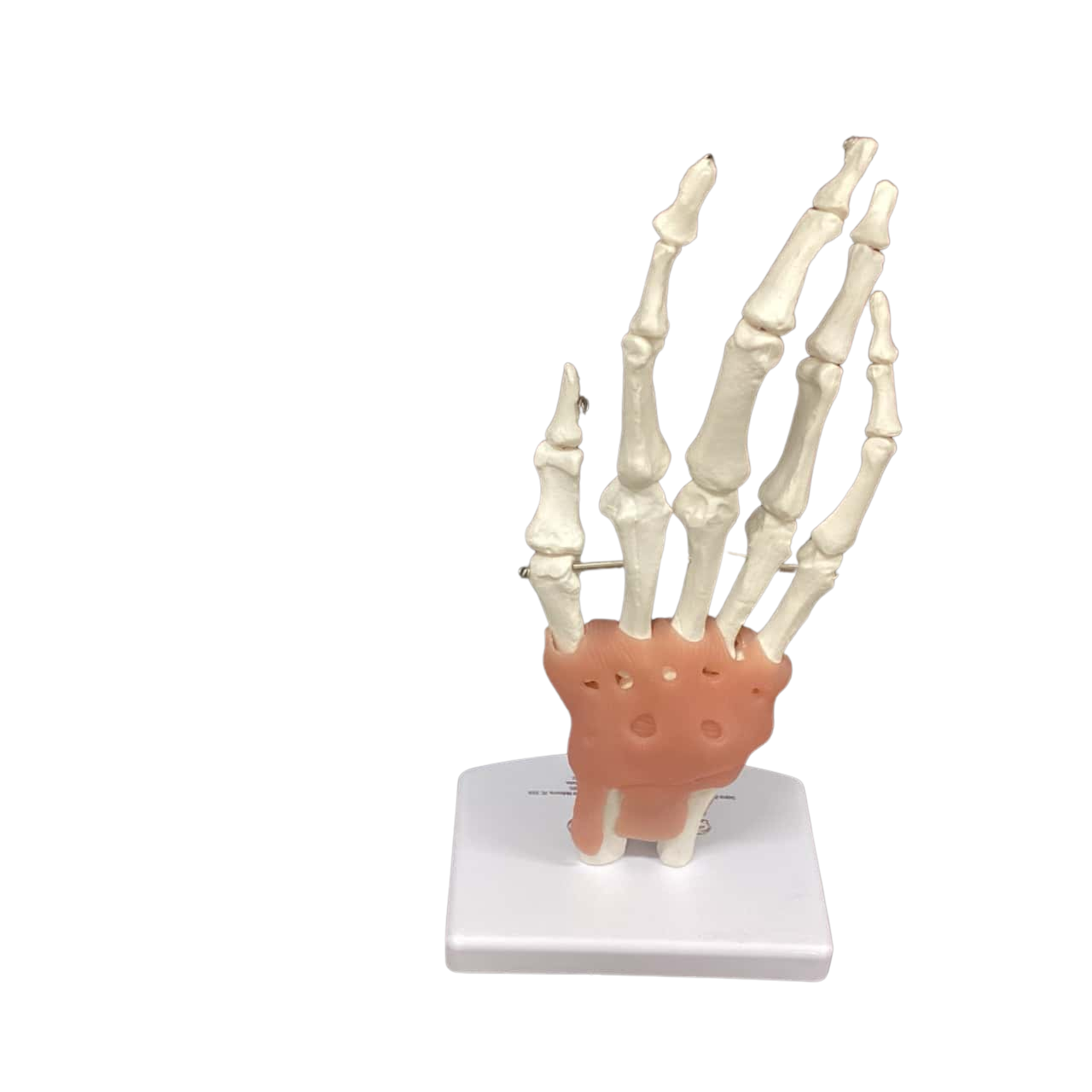 Medical Model Anatomical Human Hand Joint Model