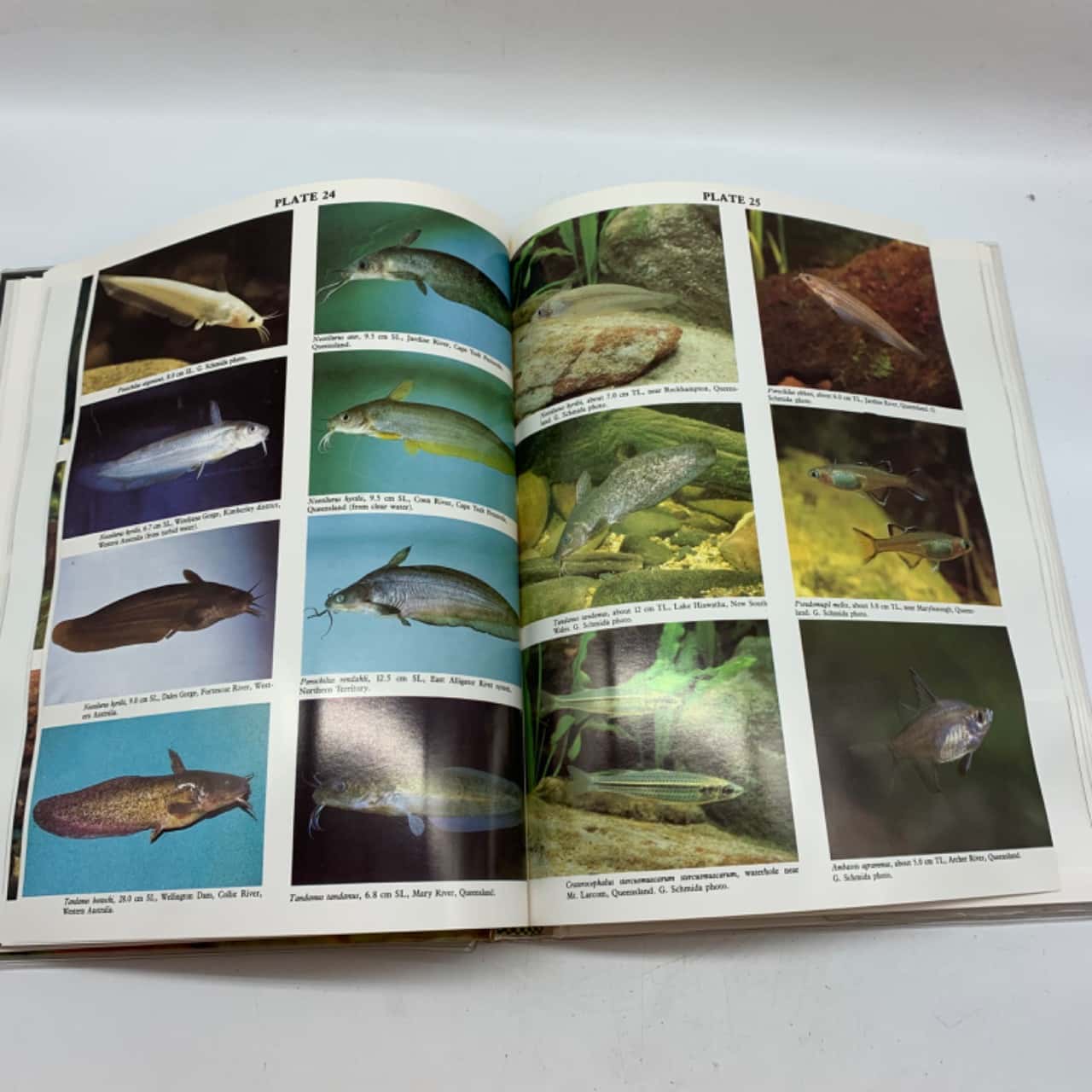 Freshwater Fishes of Australia Gerald Allen Hardcover (1989)(s)
