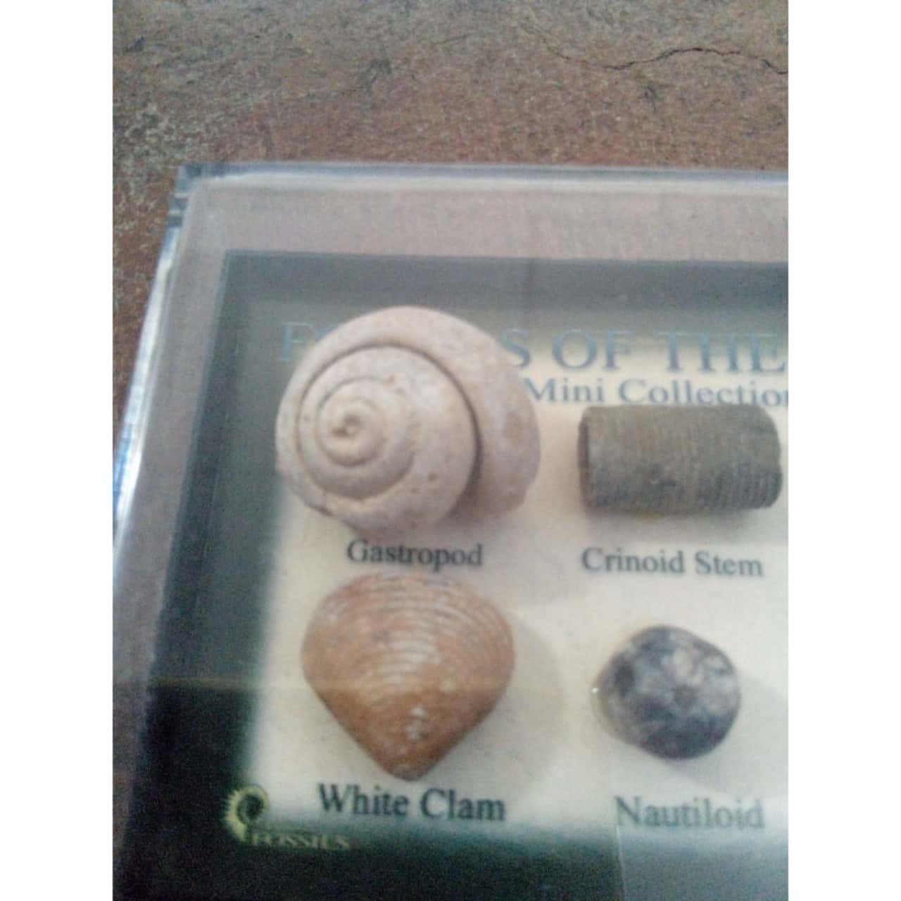 Fossils of The World Mini Collection - British Fossils(s)