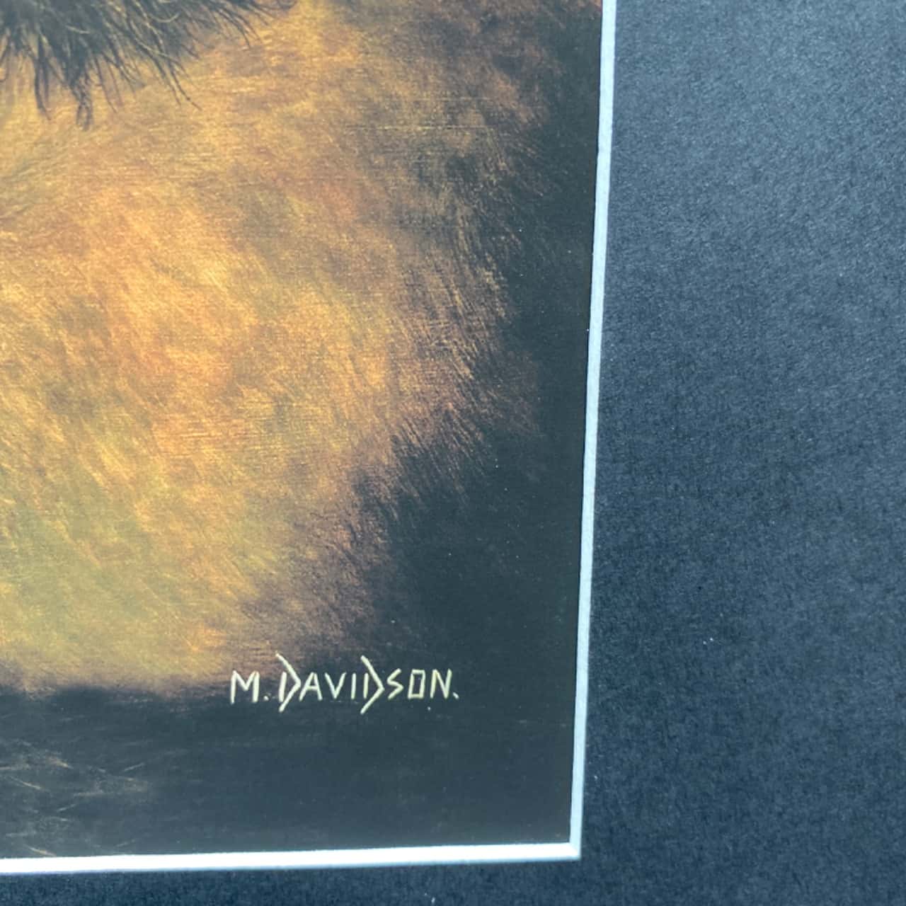 ‘Reflections the Lion’ Maree Davidson Art Print(s)