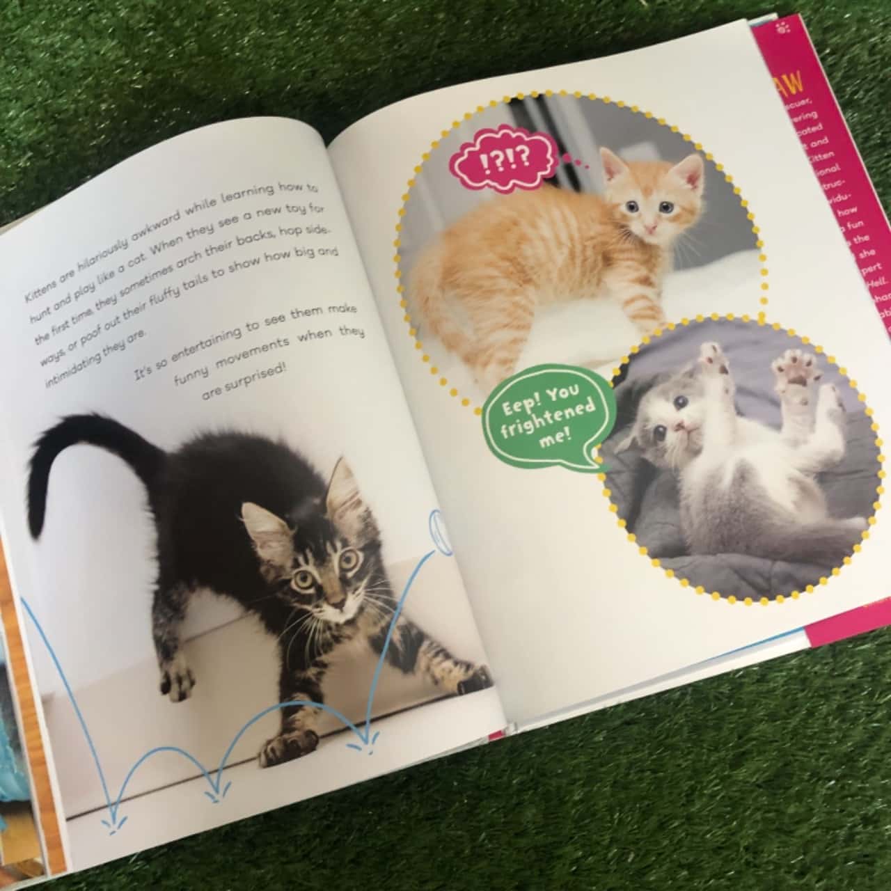 Kitten Lady's ‘Big Book of Little Kittens’ by Hannah Shaw(s)