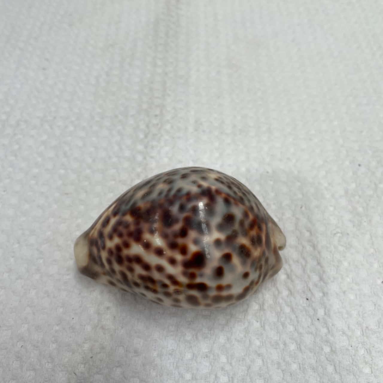 Brown & Beige Spotted Tiger Shells - Set of 6(s)