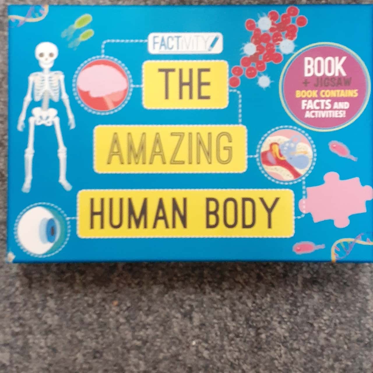 factivity the amazing human body