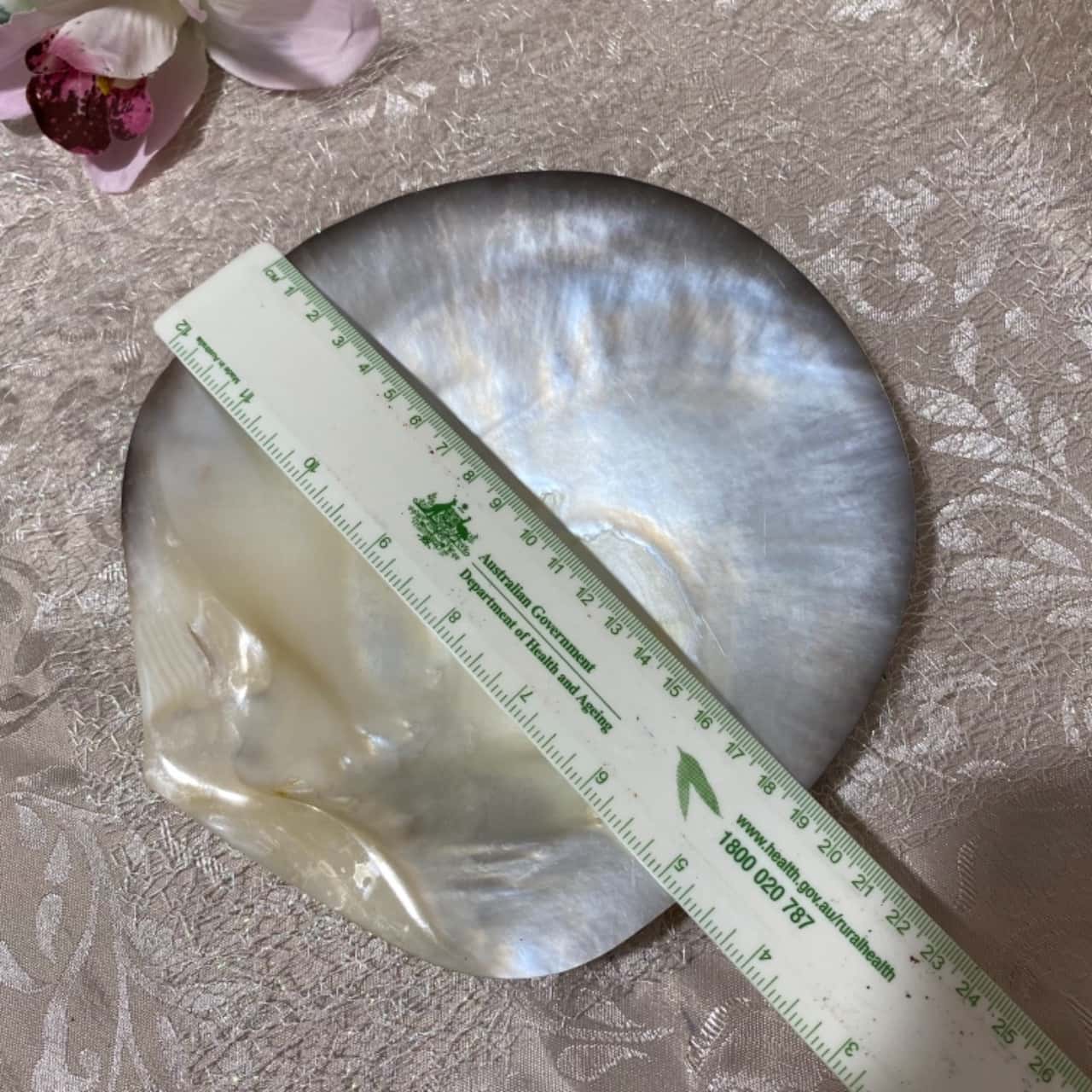 Mother of pearls shell Hunt