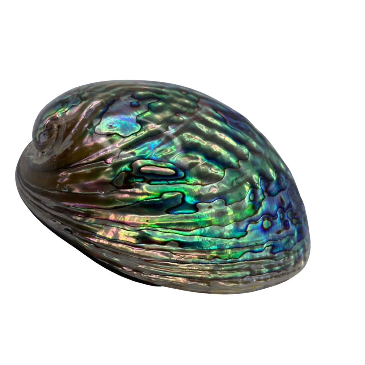 Large Abalone Polished Shell 14 cm x 4 cm(s)