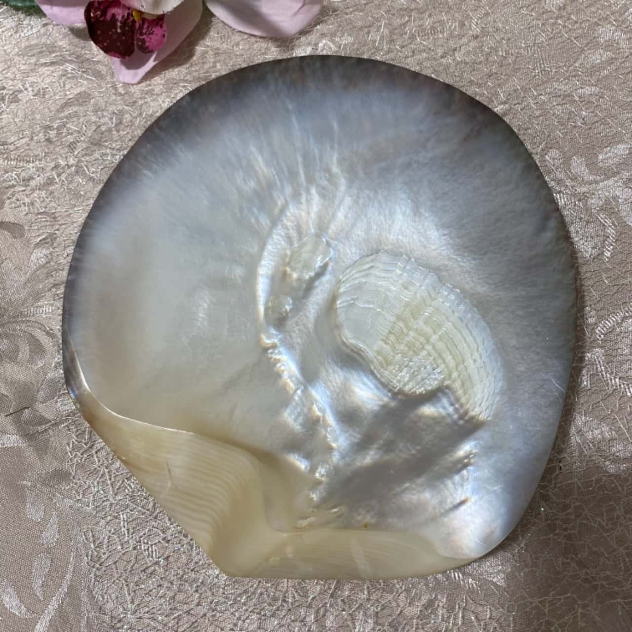 Large mother of pearls shell Tahiti II