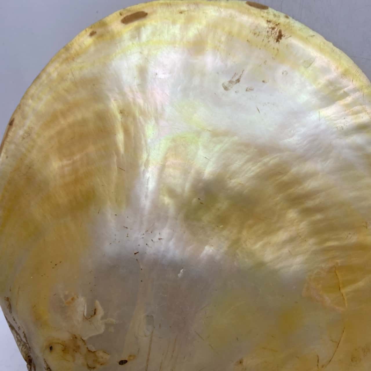 Large Pair Mother of Pearl Shells (1 Damaged) 19 cm x 17 cm(s) - Used ...