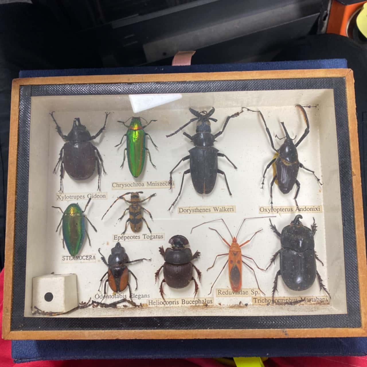 Preserved insects, mounted in frame(s)