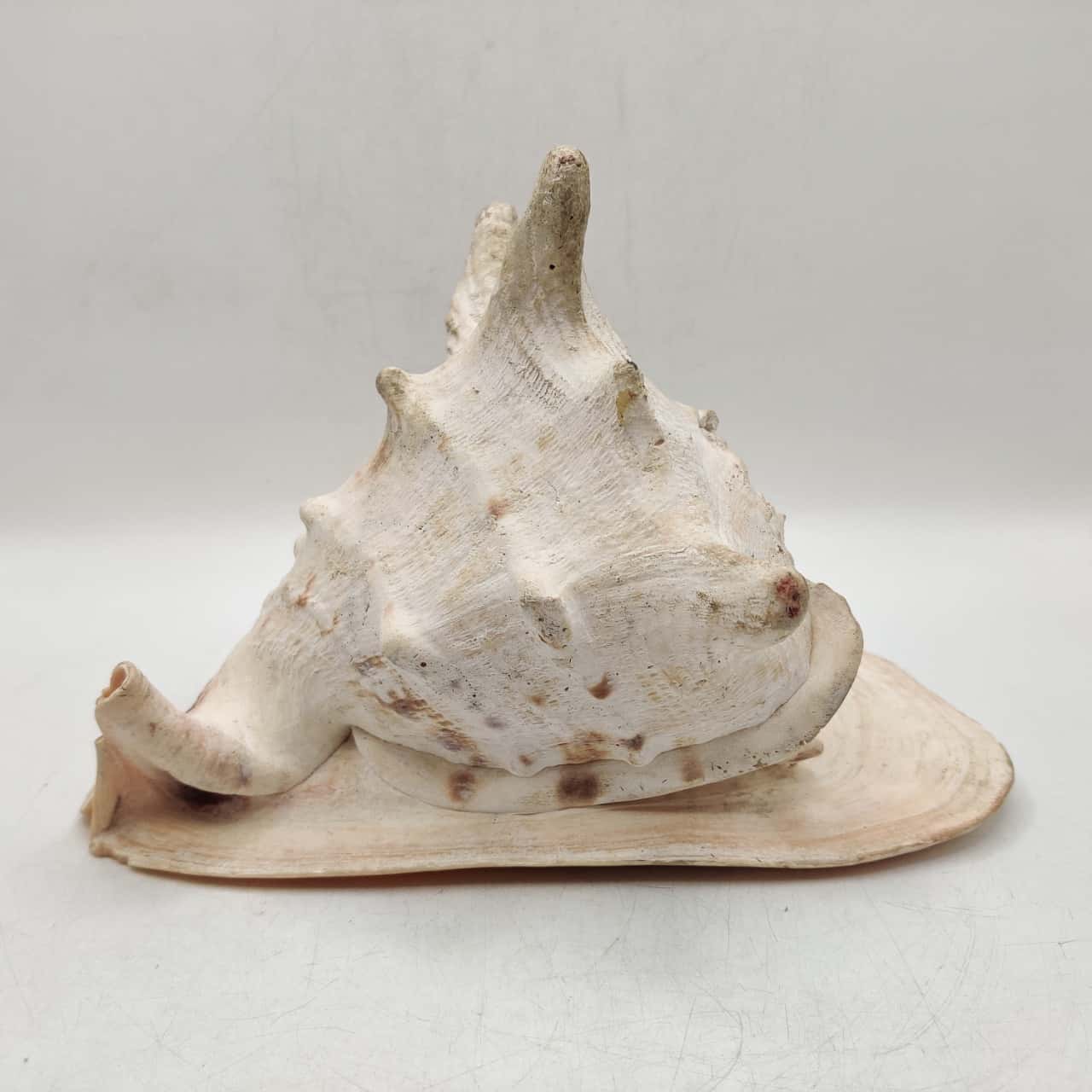 Large Horned Queen Helmet Conch Sea Shell With Spiral