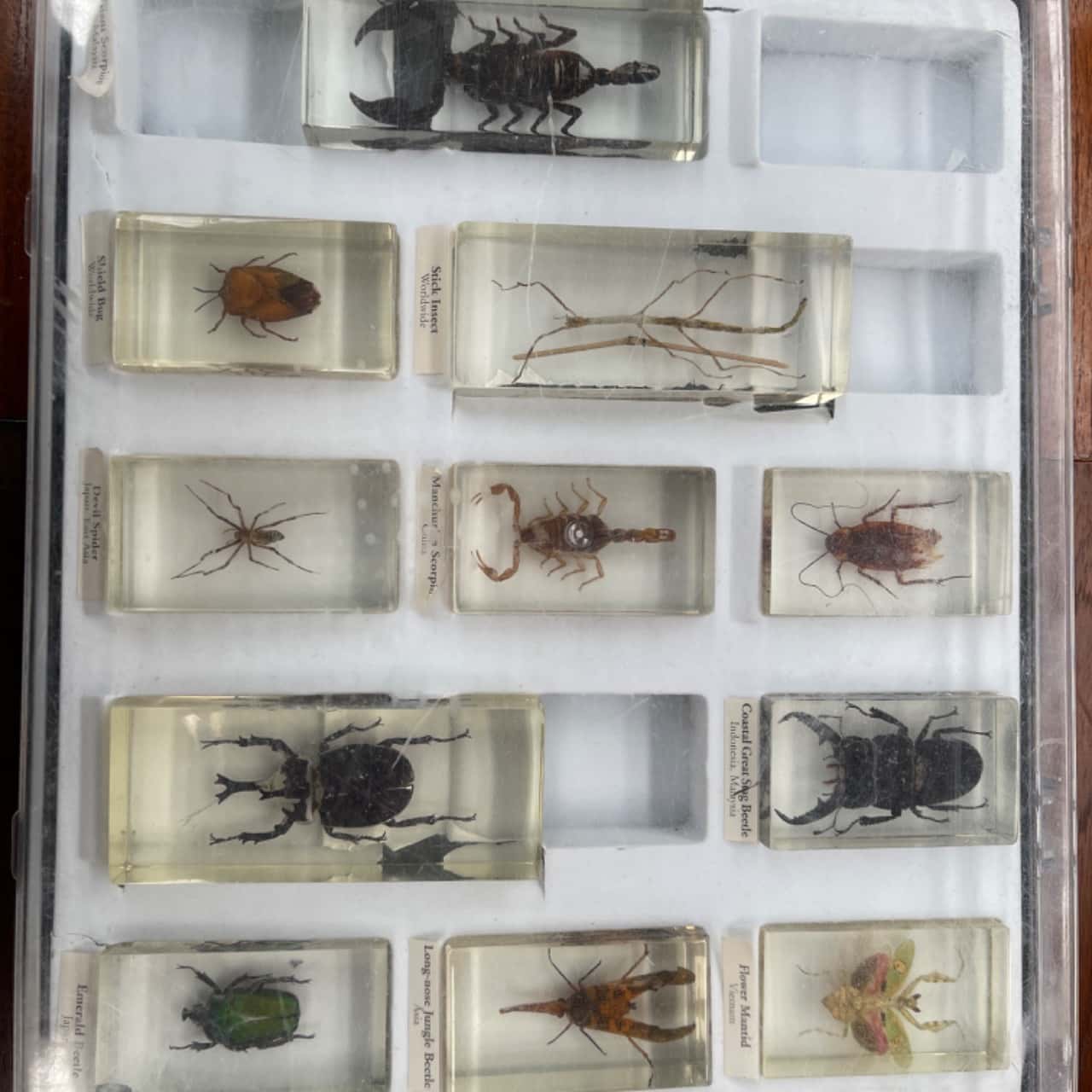 Collection of insect/arachnid in box(s)