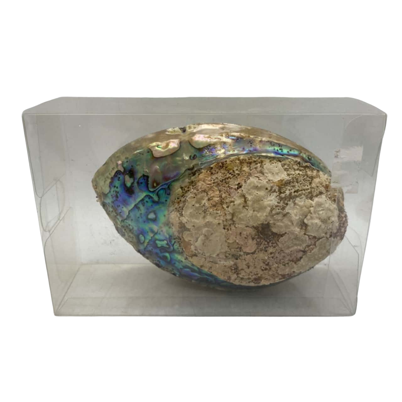 Abalone Shell Polished Paua Rainbow Sea Green Beach House Decor(s)